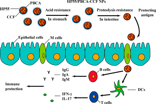 HP55 / PBCA纳米粒子促进胃肠道环境对 幽门螺杆菌 疫苗的免疫功效,Molecular Pharmaceutics - X-MOL