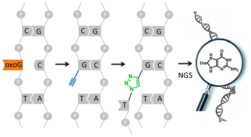 Nucleotide-resolution genome-wide mapping of oxidative DNA damage by ...