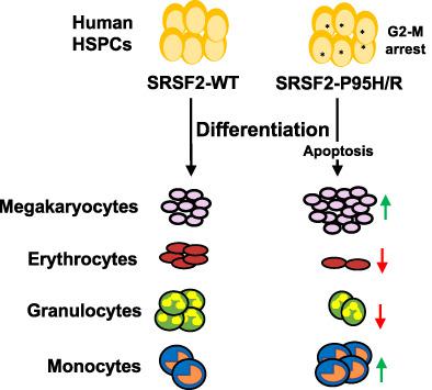 Myeloid disease mutations of splicing factor SRSF2 cause G2-M arrest ...