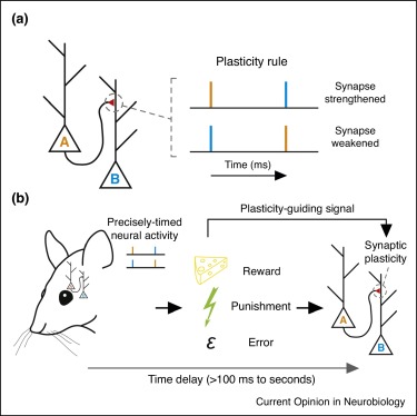 Beyond STDP — towards diverse and functionally relevant plasticity ...