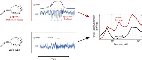 Increased cortical beta power and spike-wave discharges in middle-aged APP/PS1 mice,Neurobiology ...
