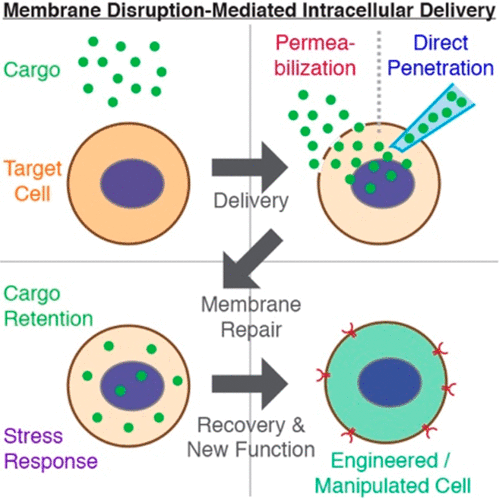 Intracellular Delivery by Membrane Disruption: Mechanisms, Strategies ...