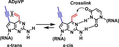 Synthesis and Properties of 2′-OMe-RNAs Modified with Cross-Linkable 7 ...