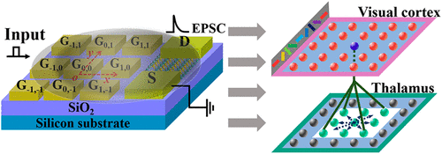 用于神经形态视觉识别的共面多栅极MoS 2 电双层晶体管,ACS Applied Materials & Interfaces - X-MOL
