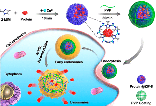 Biomineralized Metal-Organic Framework Nanoparticles Enable ...