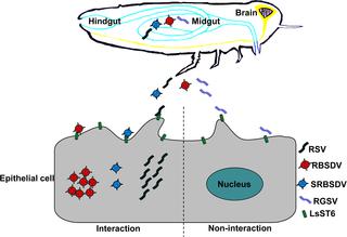 Invasion of midgut epithelial cells by a persistently transmitted virus ...