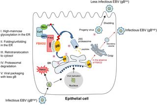 Epstein-Barr virus activates F-box protein FBXO2 to limit viral ...