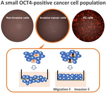 Conclusive Evidence for OCT4 Transcription in Human Cancer Cell Lines ...