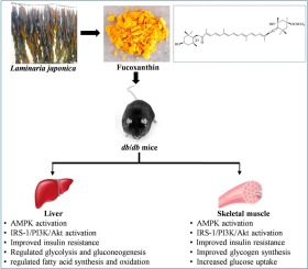 Fucoxanthin ameliorates hyperglycemia, hyperlipidemia and insulin ...