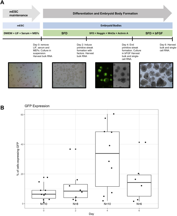 A single cell transcriptional portrait of embryoid body differentiation ...