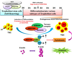 NOSTRIN: A novel modulator of trophoblast giant cell differentiation ...