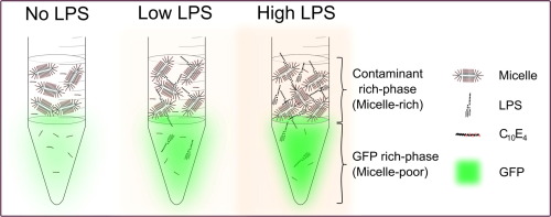 Effect of electrolytes as adjuvants in GFP and LPS partitioning on ...