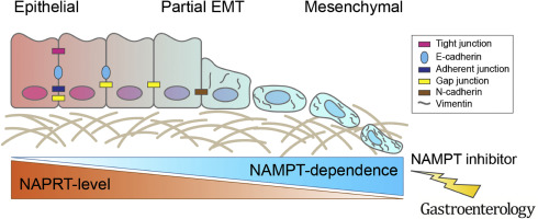 Selective Cytotoxicity of the NAMPT Inhibitor FK866 Toward Gastric ...