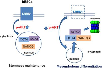Leucine-rich Repeat Neuronal Protein 1 Regulates Differentiation of ...