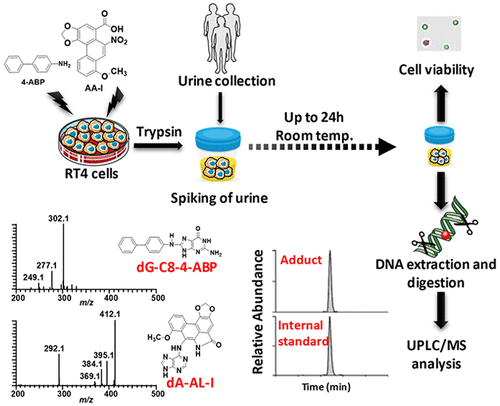 Method for Biomonitoring DNA Adducts in Exfoliated Urinary Cells by ...