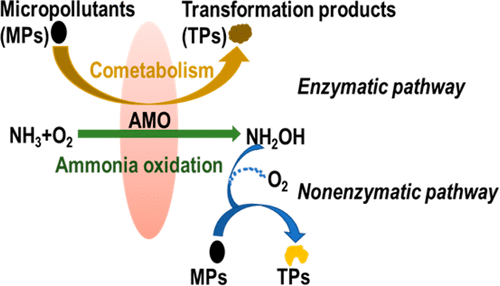 AOB / NOB共培养物中氨单加氧酶介导的新生物的生物转化和羟胺介导的非生物转化。,Environmental Science ...