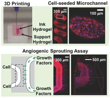 Complex 3D‐Printed Microchannels within Cell‐Degradable Hydrogels ...