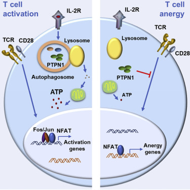Autophagy Is a Tolerance-Avoidance Mechanism that Modulates TCR ...