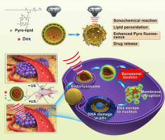 Enhanced drug delivery using sonoactivatable liposomes with membrane ...