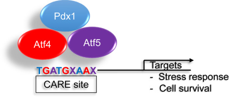 PDX1-ATF转录复合物控制应激期间的β细胞存活,Molecular Metabolism - X-MOL