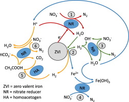 Microbial reduction of nitrate in the presence of zero-valent iron ...