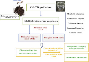 利用生物标志物反应指数评价Siduron和Cd对worm（ Eisenia fetida ）的联合毒性。,Science of the ...