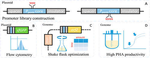Promoter Engineering for Enhanced P(3HB-co-4HB) Production by Halomonas ...