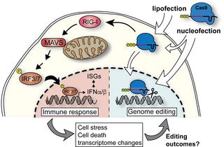 In vitro–transcribed guide RNAs trigger an innate immune response via ...