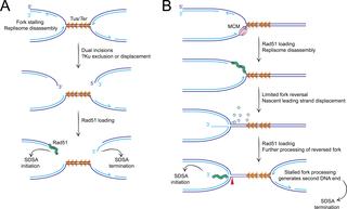 Rad51 recruitment and exclusion of non-homologous end joining during ...