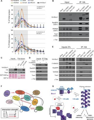 Role of Bicaudal C1 in renal gluconeogenesis and its novel interaction ...