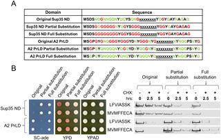 Sequence features governing aggregation or degradation of prion-like ...
