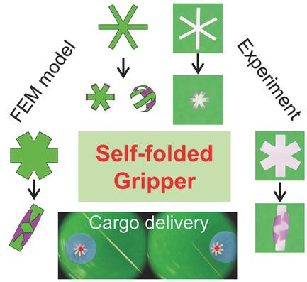 Self‐Folded Gripper‐Like Architectures from Stimuli‐Responsive Bilayers ...