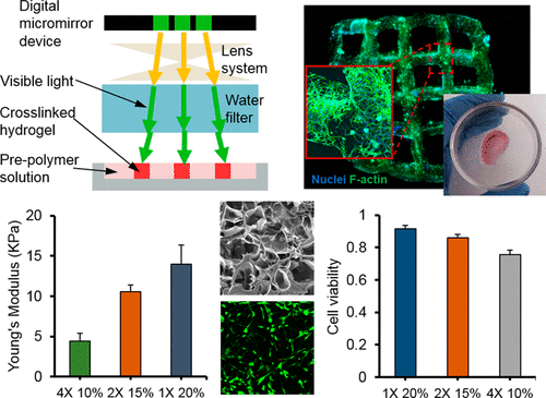 Visible Light Photoinitiation of Cell-Adhesive Gelatin Methacryloyl ...