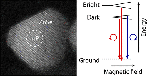 Exciton Fine Structure and Lattice Dynamics in InP/ZnSe Core/Shell Quantum Dots.,ACS Photonics ...