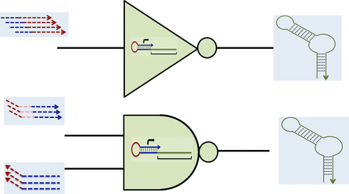 In Vitro Transcription Networks Based on Hairpin Promoter Switches,ACS ...
