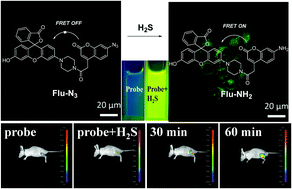 A novel FRET-based fluorescent probe for the selective detection of ...