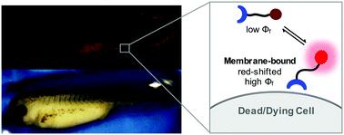 Time-lapse imaging of cell death in cell culture and whole living ...