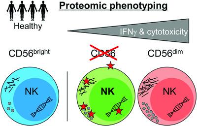 Proteome analysis of human CD56neg NK cells reveals a homogeneous ...