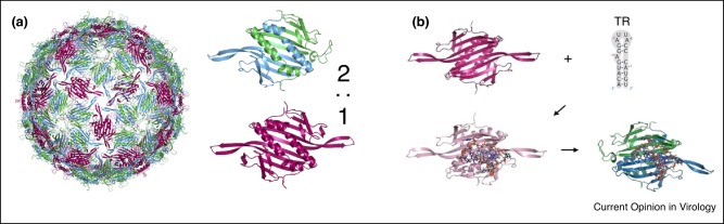 A modelling paradigm for RNA virus assembly,Current Opinion in Virology ...