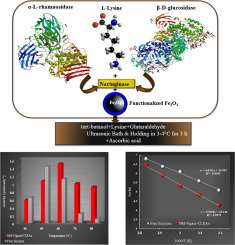 Kinetic and thermodynamic features of nanomagnetic cross-linked enzyme ...