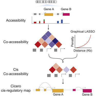 Cicero Predicts cis-Regulatory DNA Interactions from Single-Cell ...