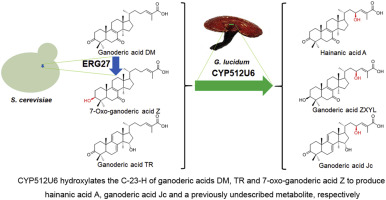 Metabolism of ganoderic acids by a Ganoderma lucidum cytochrome P450 and the 3-keto sterol ...
