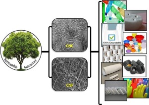 Recent developments in nanocellulose-based biodegradable polymers ...
