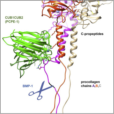Structural Basis for the Acceleration of Procollagen Processing by ...