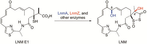 P450-Catalyzed Tailoring Steps in Leinamycin Biosynthesis Featuring ...