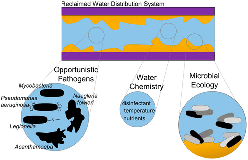 Microbial Ecology and Water Chemistry Impact Regrowth of Opportunistic ...
