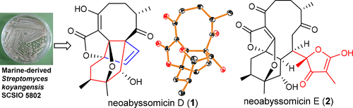 Abyssomicin Monomers and Dimers from the Marine-Derived Streptomyces ...