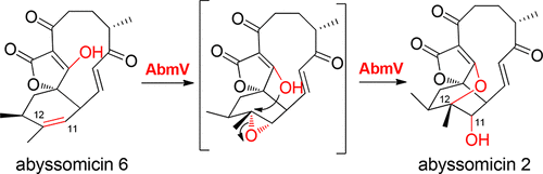 AbmV Catalyzes Tandem Ether Installation and Hydroxylation during ...