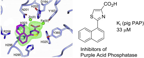Purple acid phosphatase inhibitors as leads for osteoporosis ...