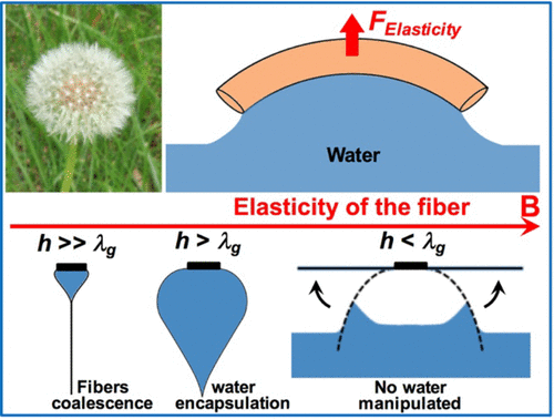 Bioinspired Controllable Liquid Manipulation by Fibrous Array Driven by ...